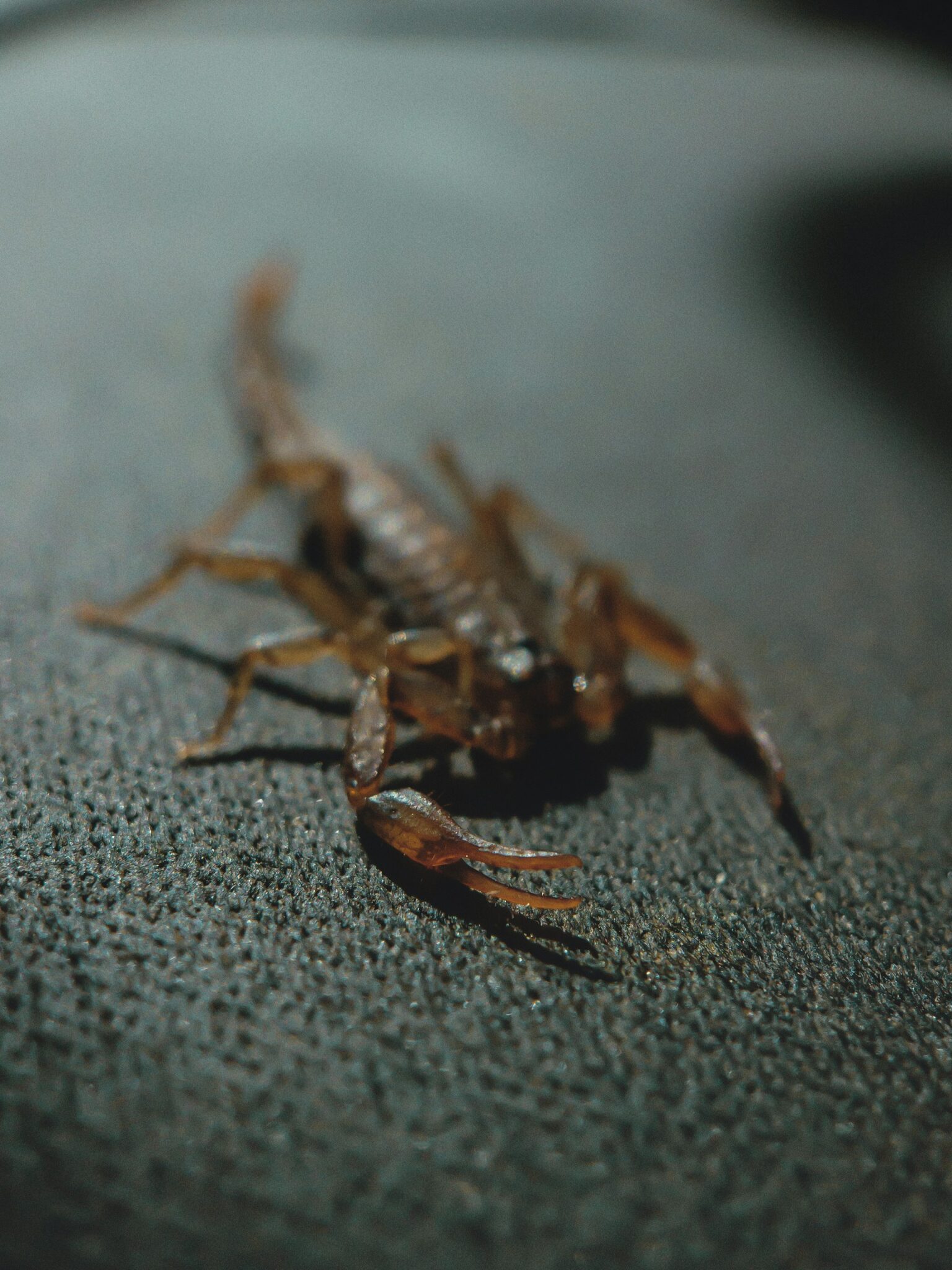 ¿Cuándo es temporada de alacranes en México? Toma tus precauciones